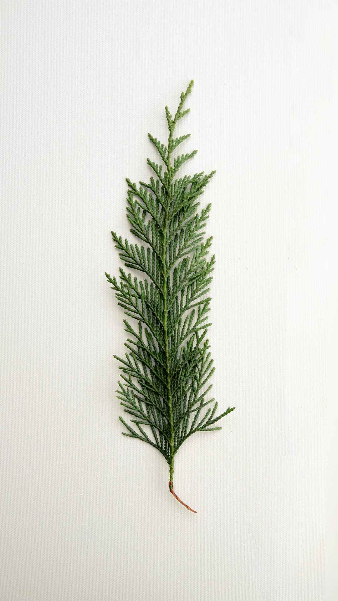 Cedar Leaf – AMASS